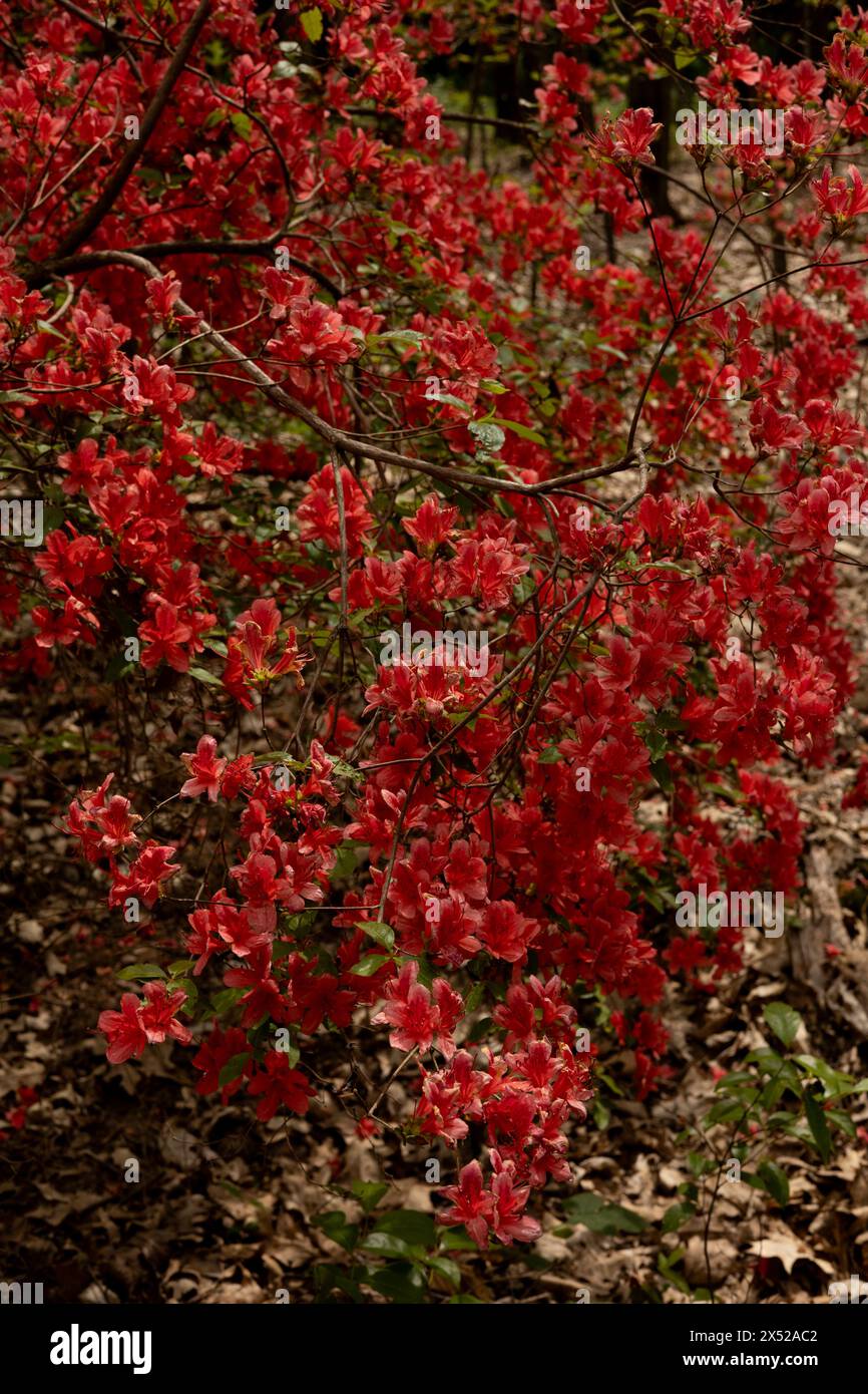 Colorful flowers and high bushes in an arboretum or forest. Millions of ...