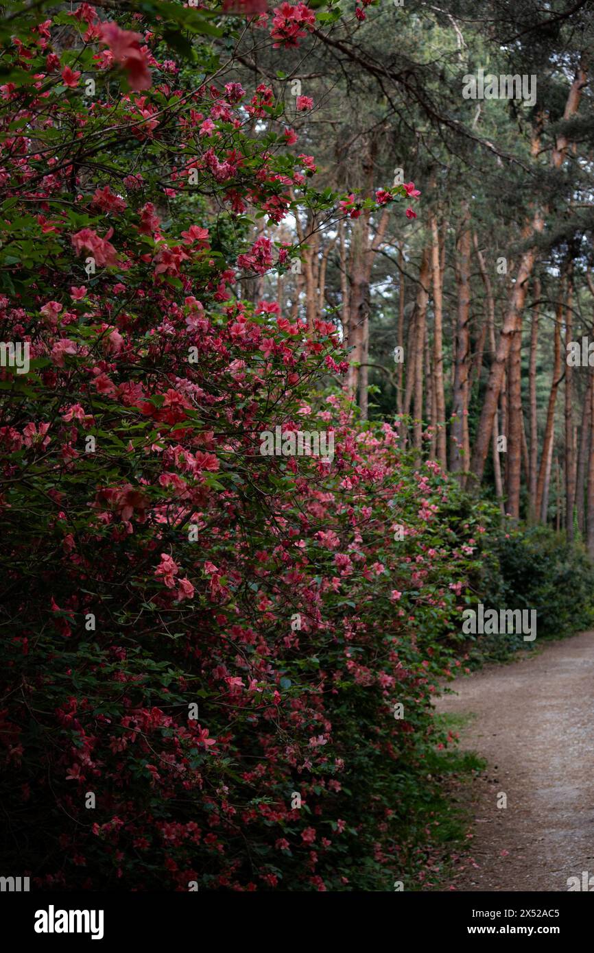 Colorful flowers and high bushe in an arboretum. Millions of petals are ...