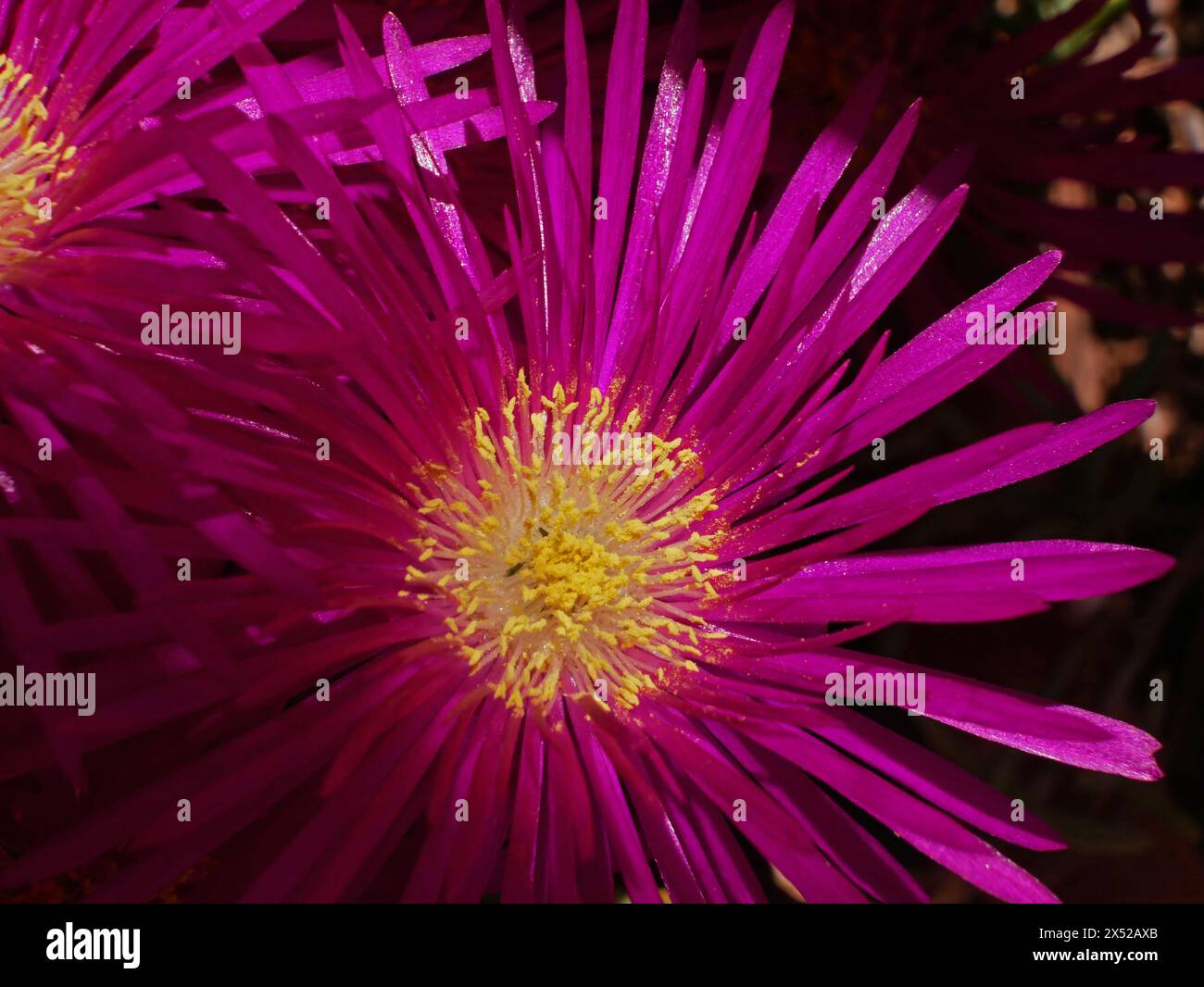 Flowering cactaceae hi-res stock photography and images - Alamy