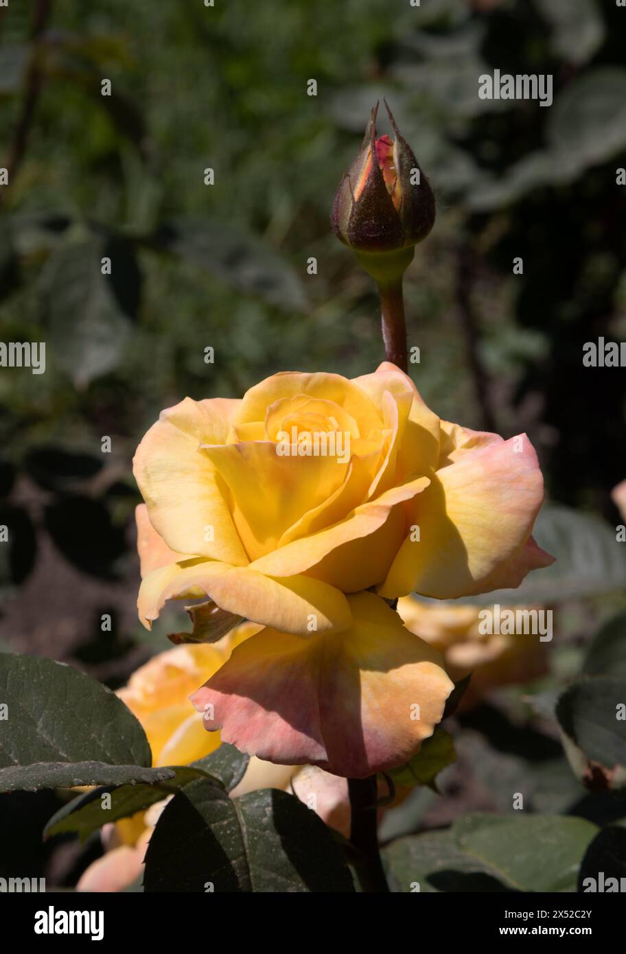 Beautiful bright yellow rose in the spring garden. Large yellow tea ...