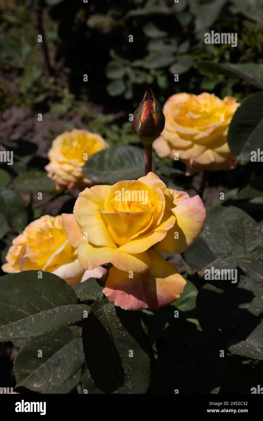 Beautiful bright yellow rose in the spring garden. Large yellow tea ...
