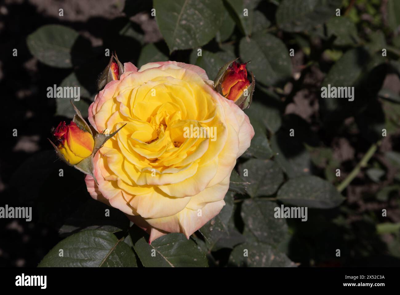 Beautiful bright yellow rose in the spring garden. Large yellow tea ...