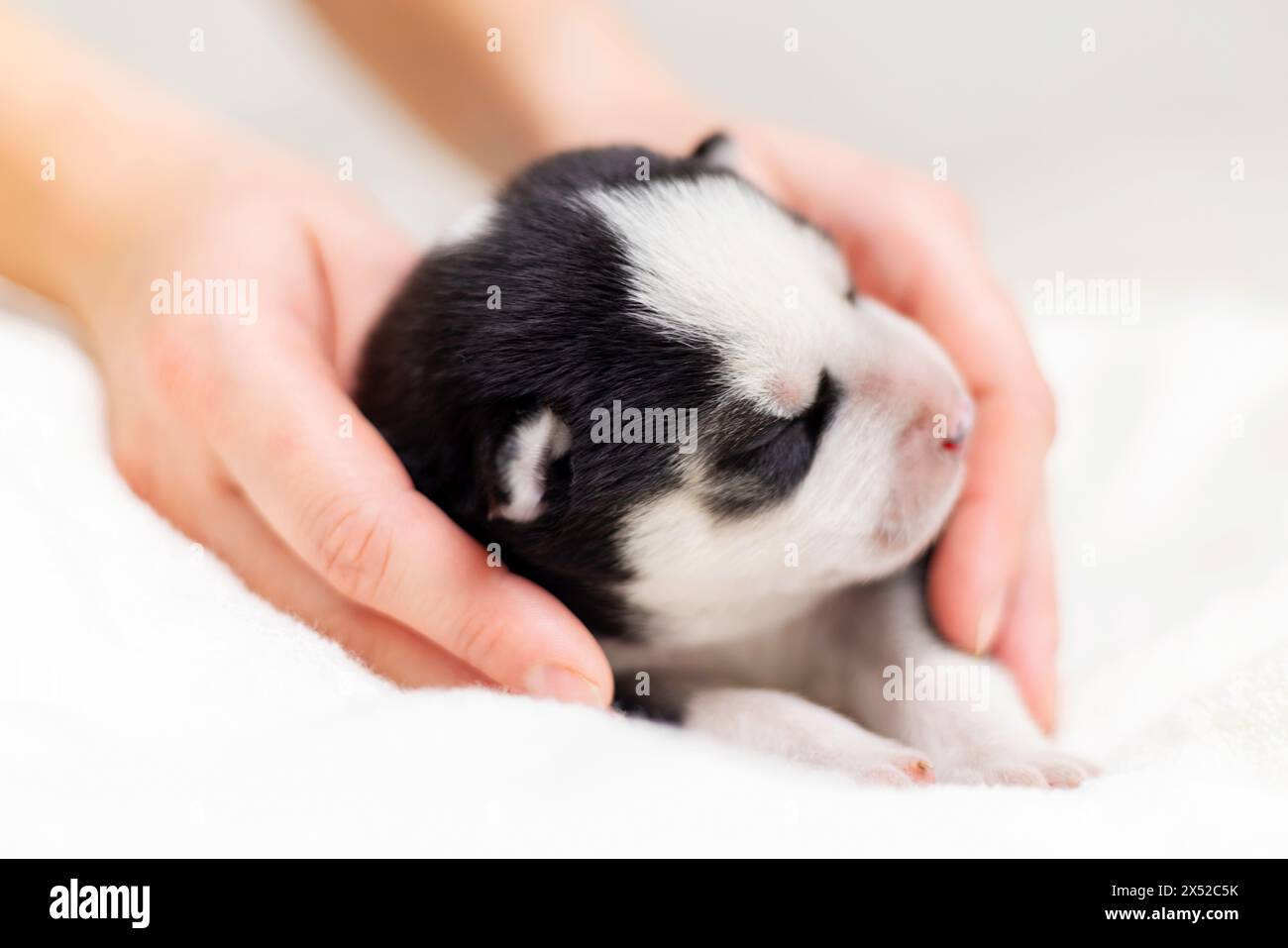 Newborn Puppy in Human Hands Stock Photo - Alamy
