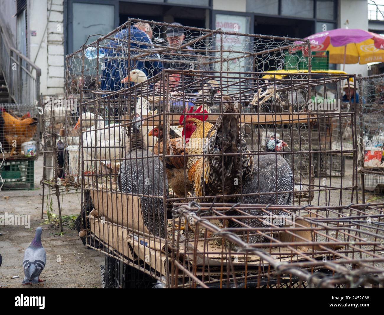 Farmer's market. Sale of live birds. Roosters and hens in a cage. Sale ...