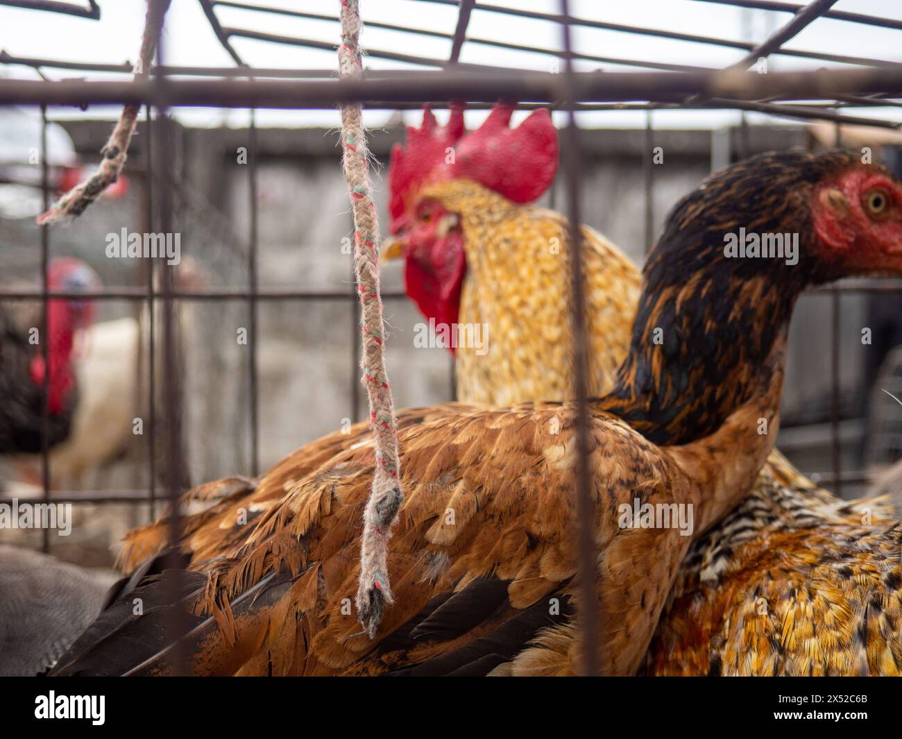 Farmer's market. Sale of live birds. Roosters and hens in a cage. Sale ...