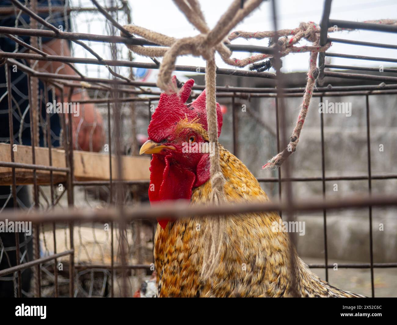 Farmer's market. Sale of live birds. Roosters and hens in a cage. Sale ...
