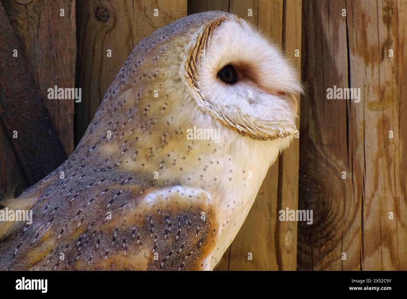 Mesmerizing moment: an owl's intense gaze captures Stock Photo - Alamy