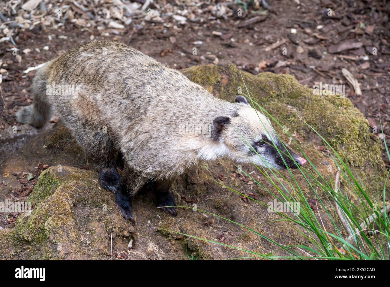 A captive brown-nosed coati, London, UK Stock Photo - Alamy