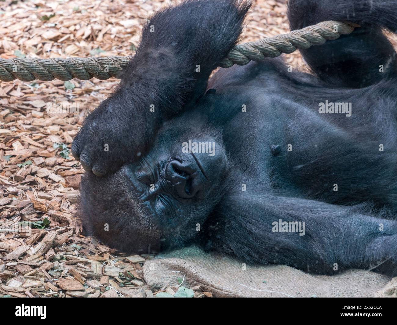 Young gorilla hand on head hi-res stock photography and images - Alamy