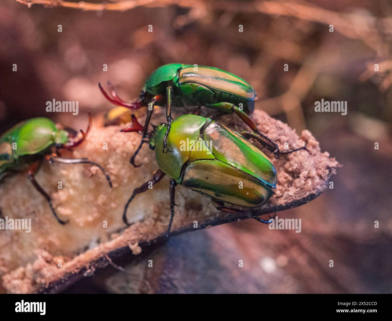 Close up beetles hi-res stock photography and images - Alamy