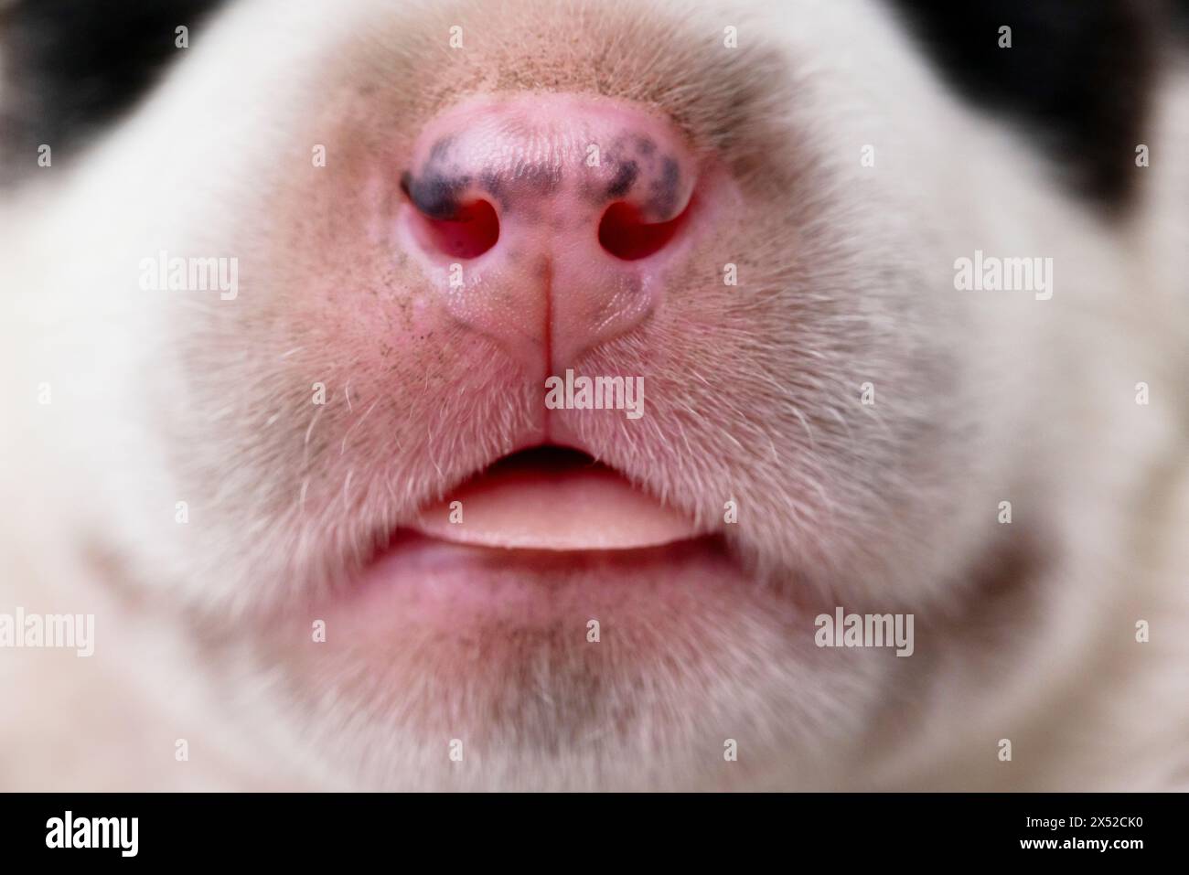 Close-Up of Dog's Snout and Mouth Stock Photo - Alamy