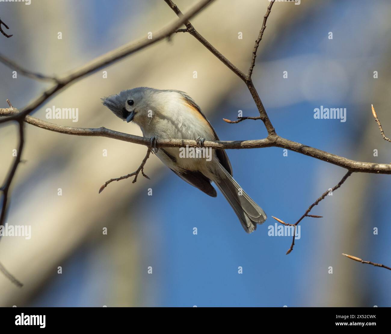 Tufted Titmouse (Baeolophus bicolor), Burke Lake Park, VA Stock Photo ...