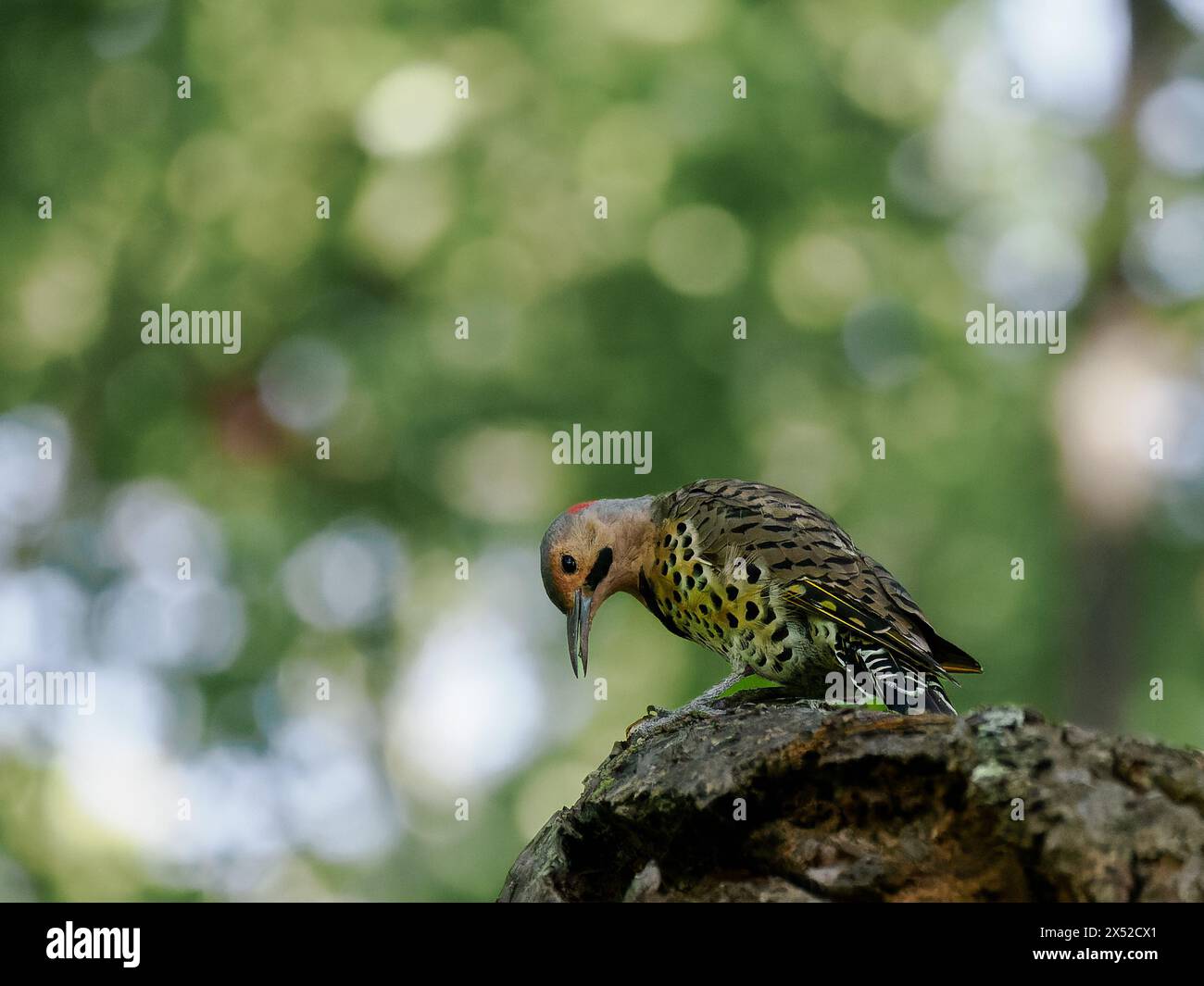 Northern Flicker (Colaptes auratus), Dyke Marsh, VA Stock Photo - Alamy