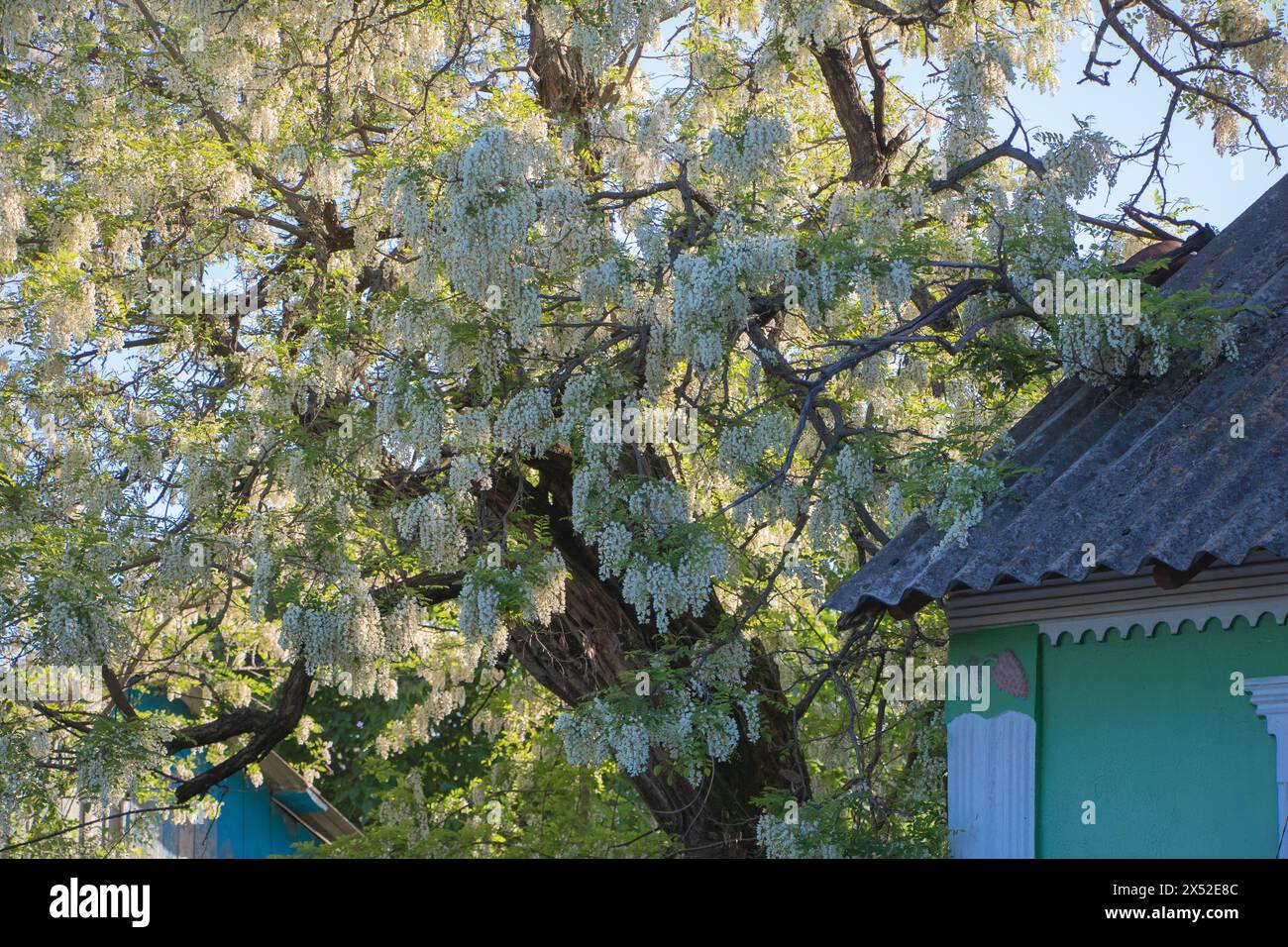 A large white acacia tree with hanging flowers green house on the right ...