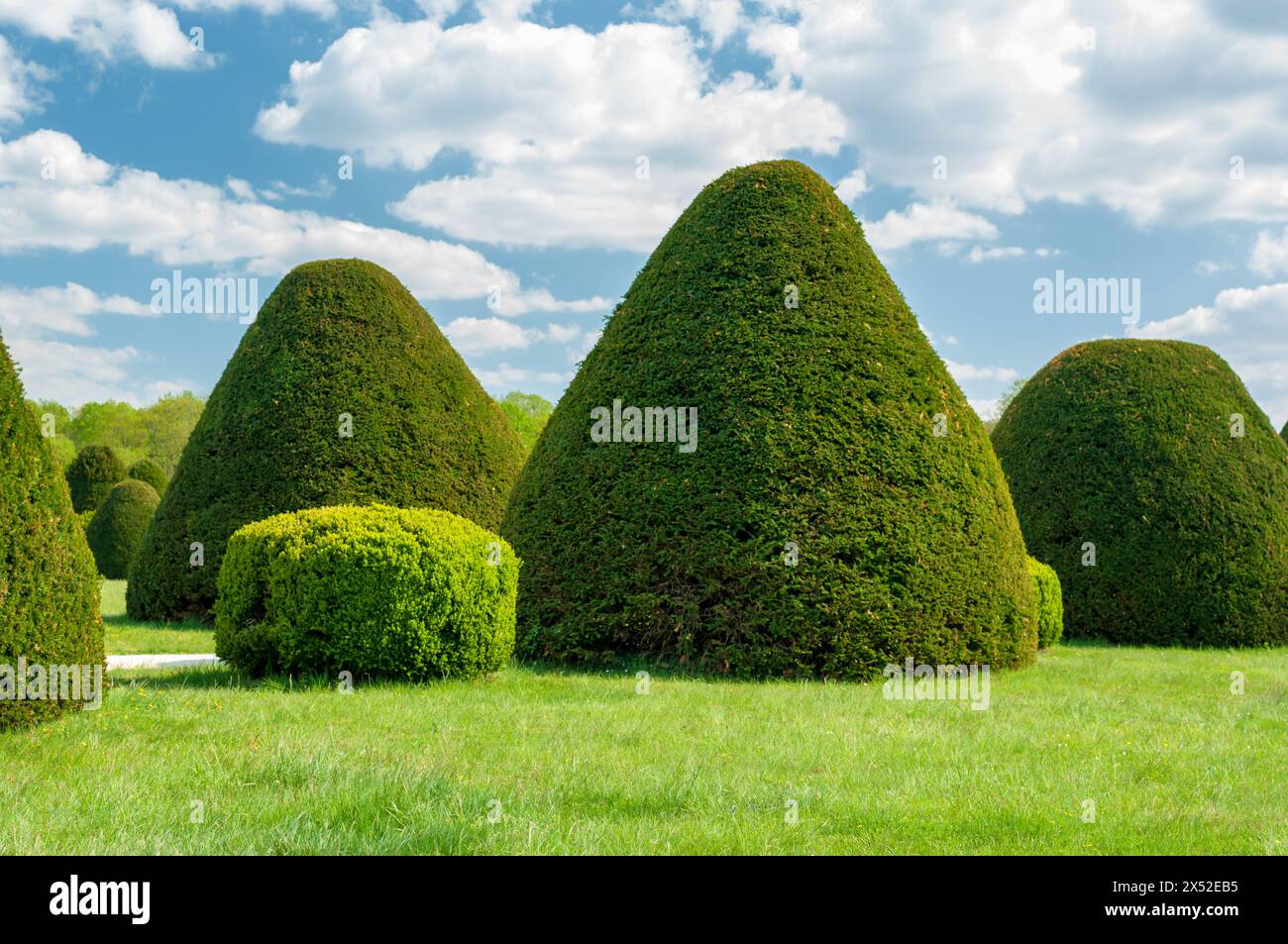 Topiary park of conical hedges at Esterhazy castle, Fertőd Hungary ...