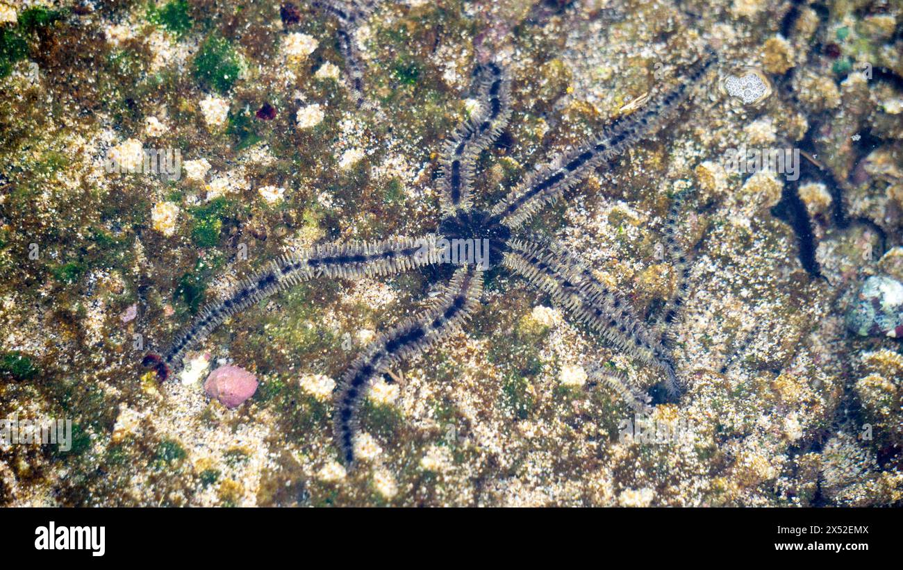 Ophiothrix fragilis (common brittle star, hairy brittle star, Asteria ...