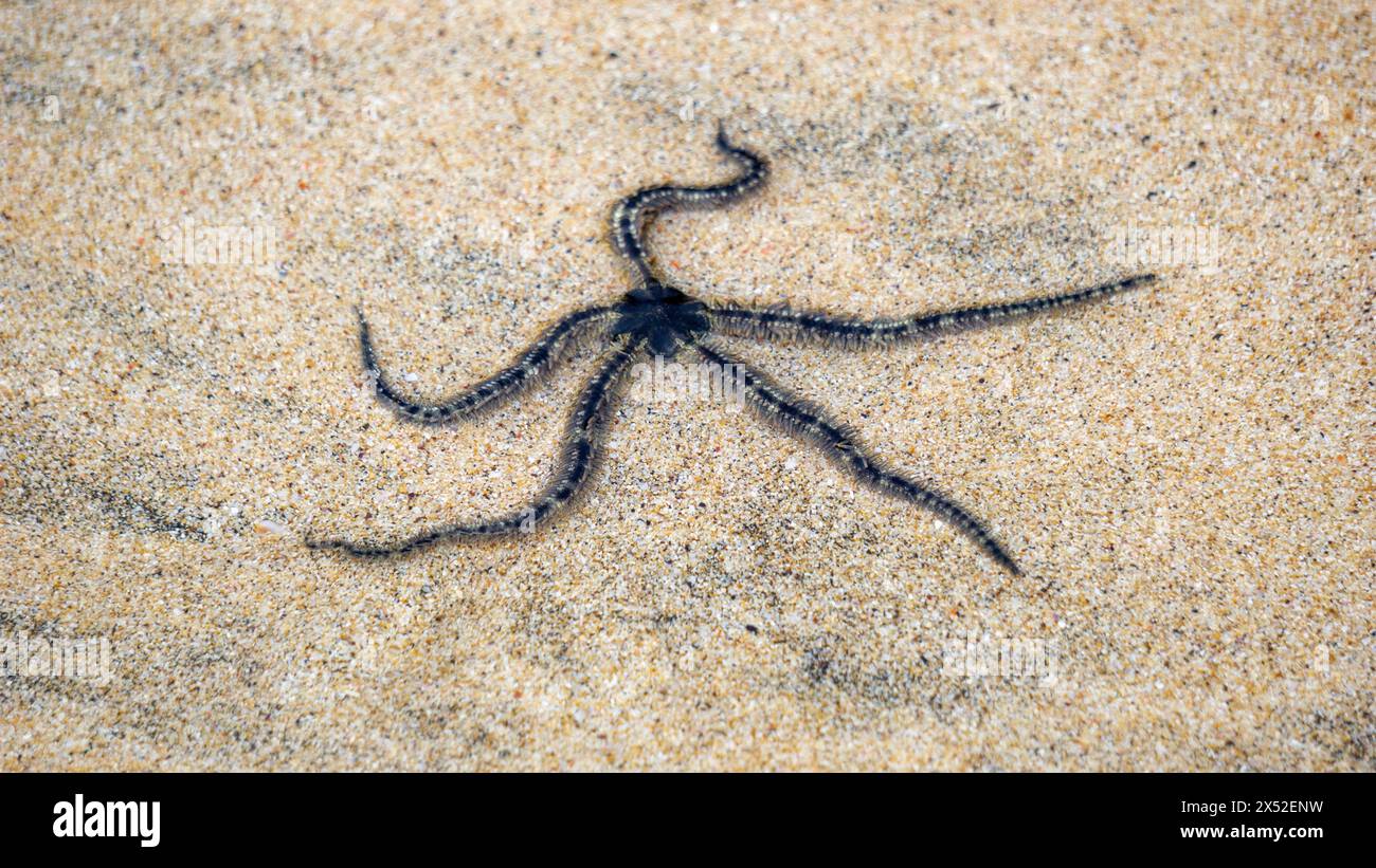 Starfish anatomy hi-res stock photography and images - Alamy
