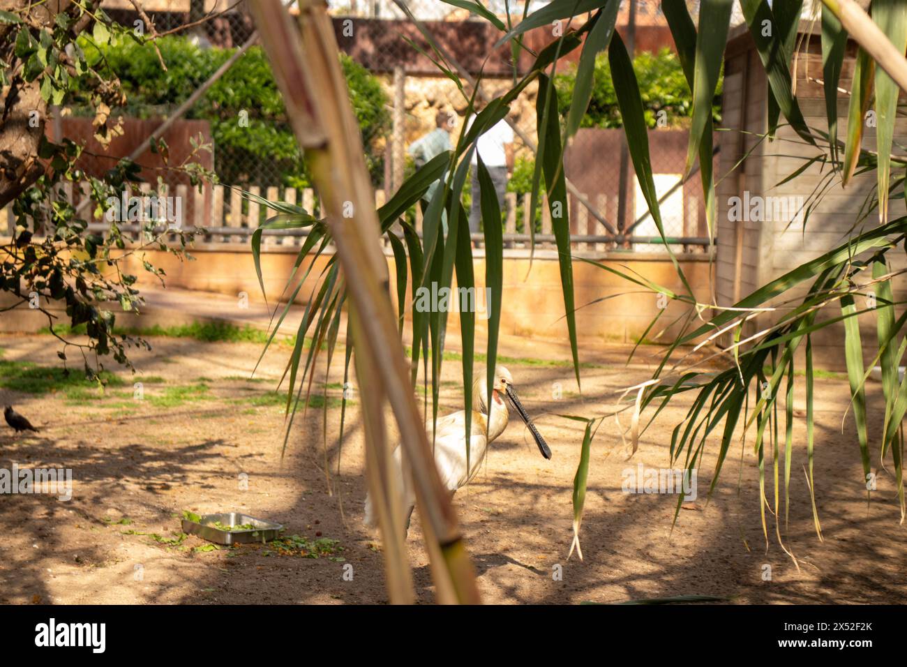 Barcelona zoo, Spain, Europe Stock Photo - Alamy