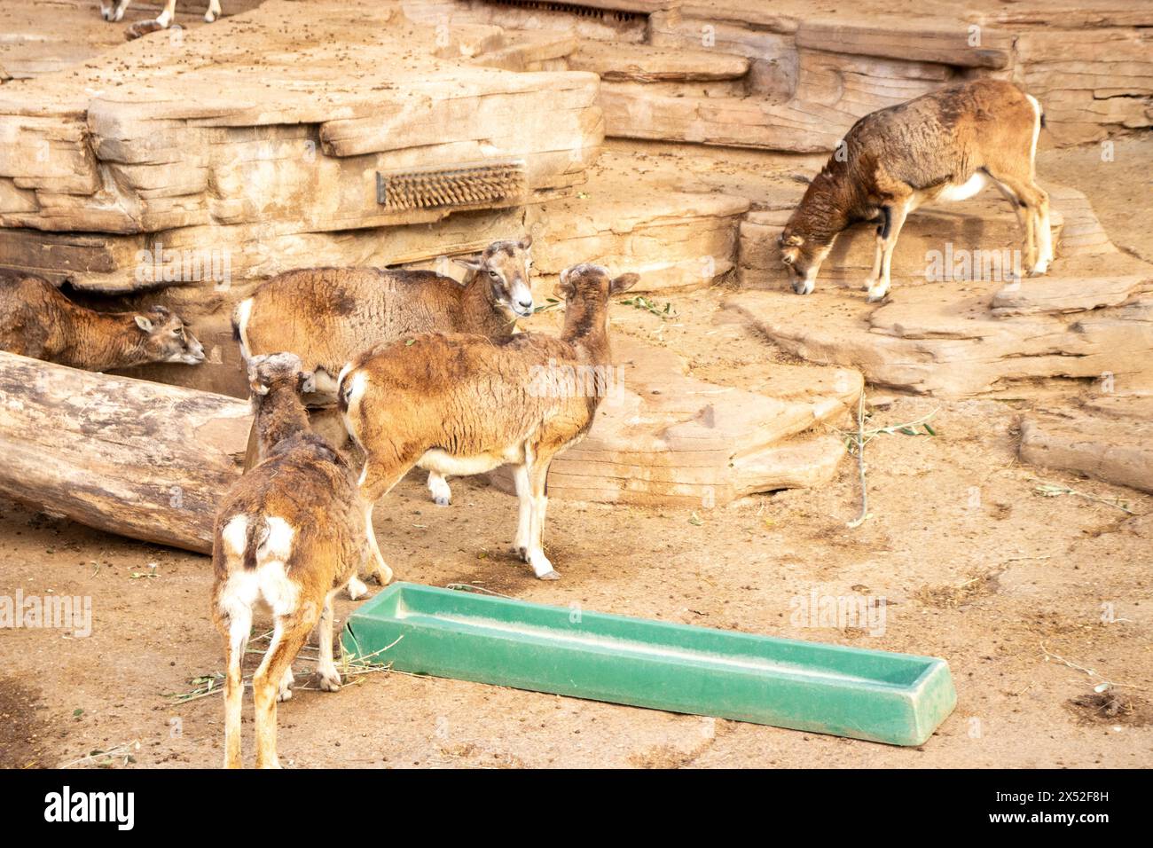 Barcelona zoo, Spain, Europe Stock Photo - Alamy