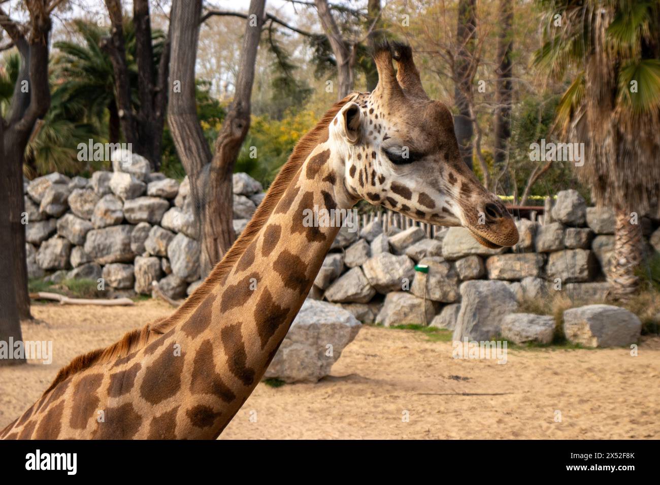 Rothschild`s giraffe, Giraffa camelopardalis rothschildi,Barcelona zoo ...