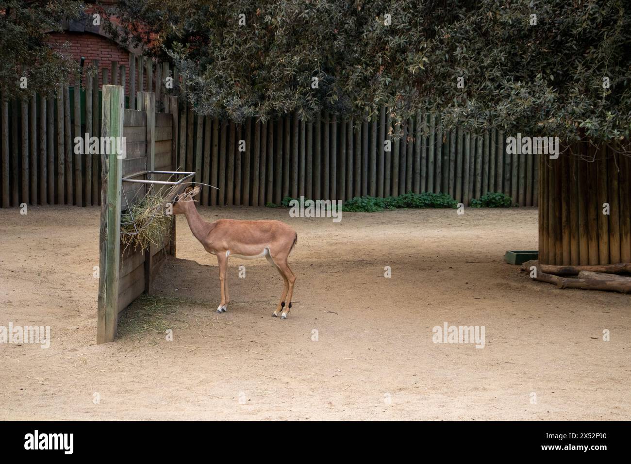 Black-faced impala, Aepyceros melampus petersi,Barcelona zoo, Spain ...