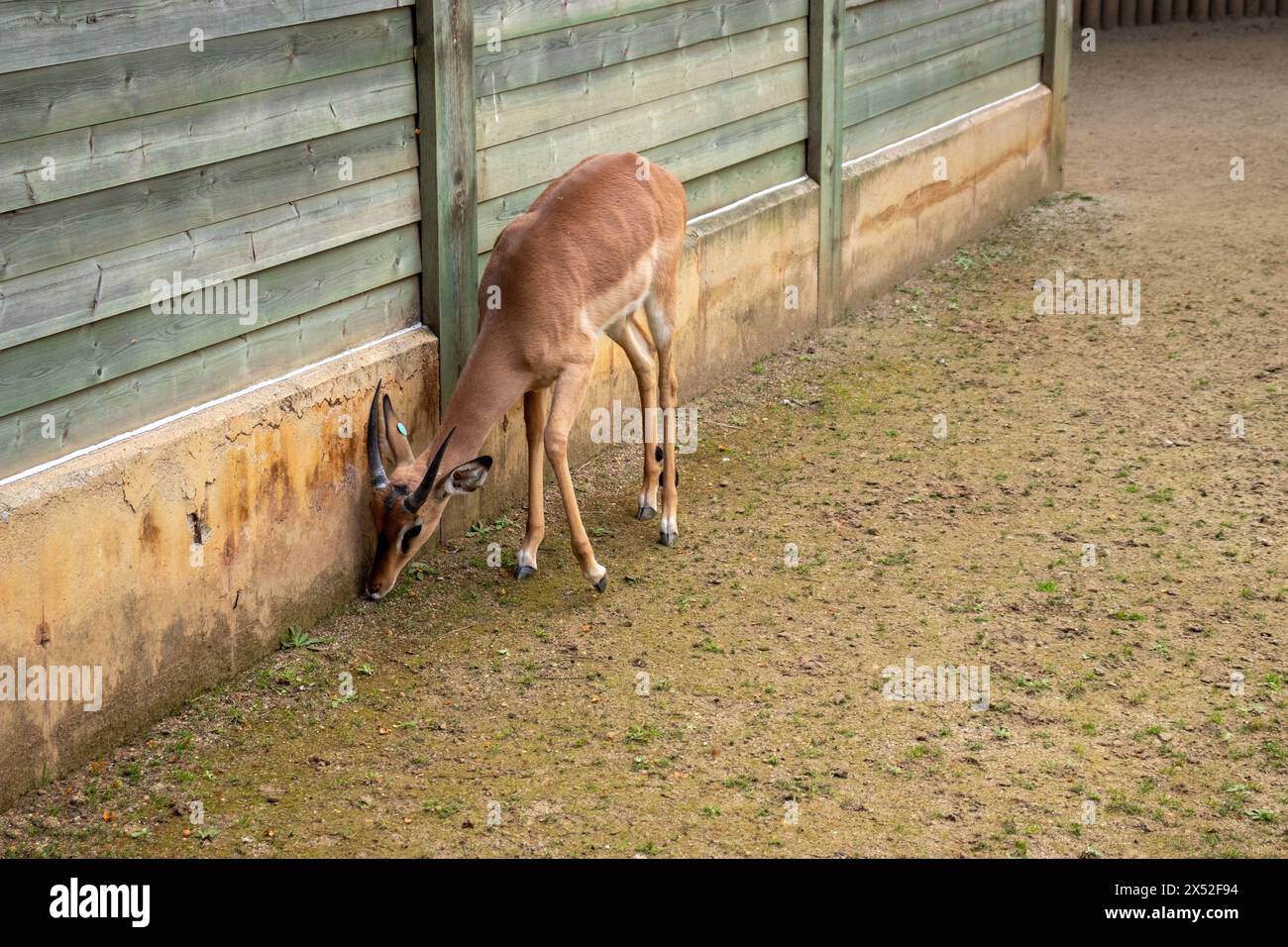 Impala zoo hi-res stock photography and images - Alamy
