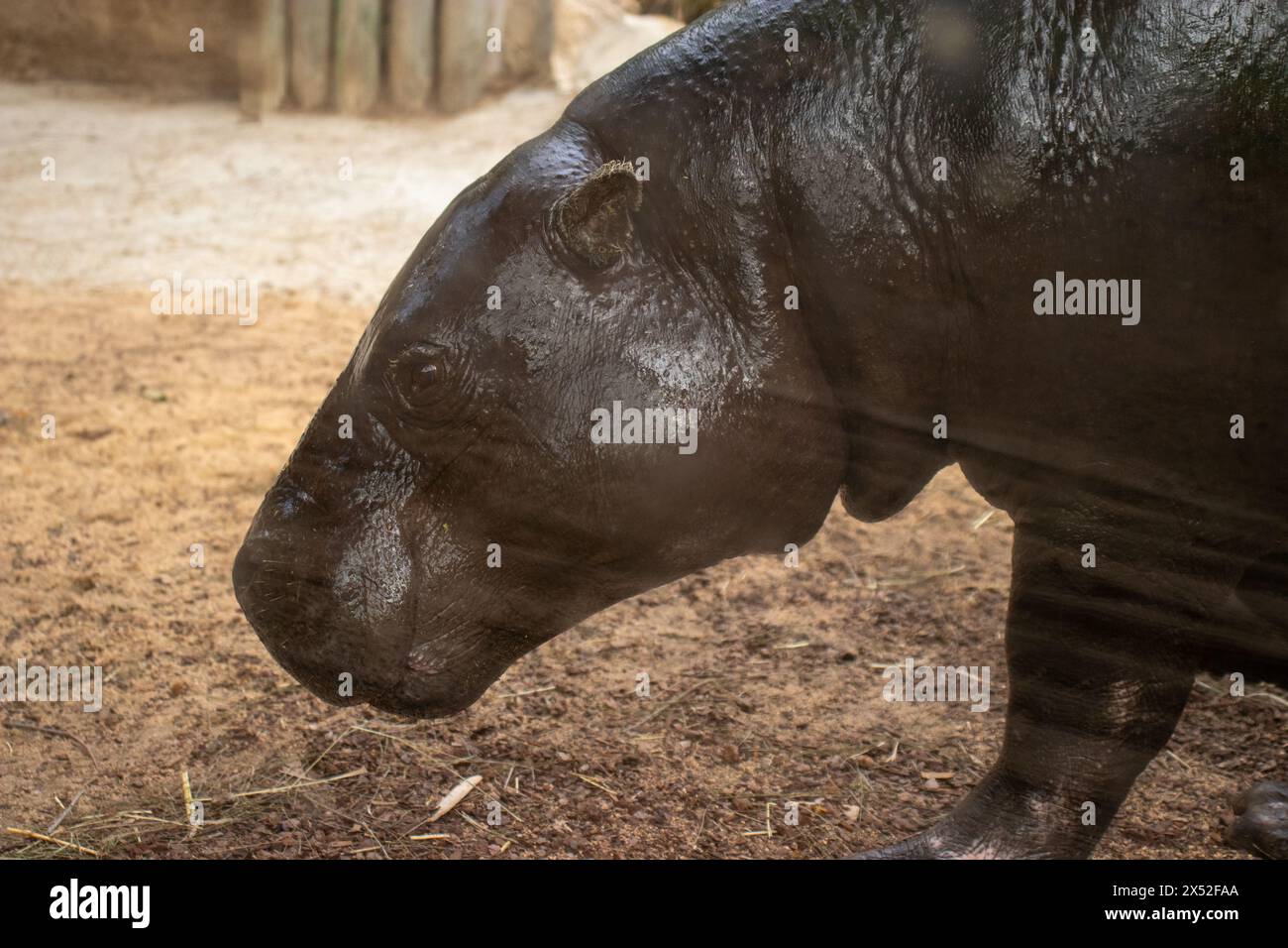 Pygmy hippopotamus, Choeropsis liberiensis,Barcelona zoo, Spain, Europe ...