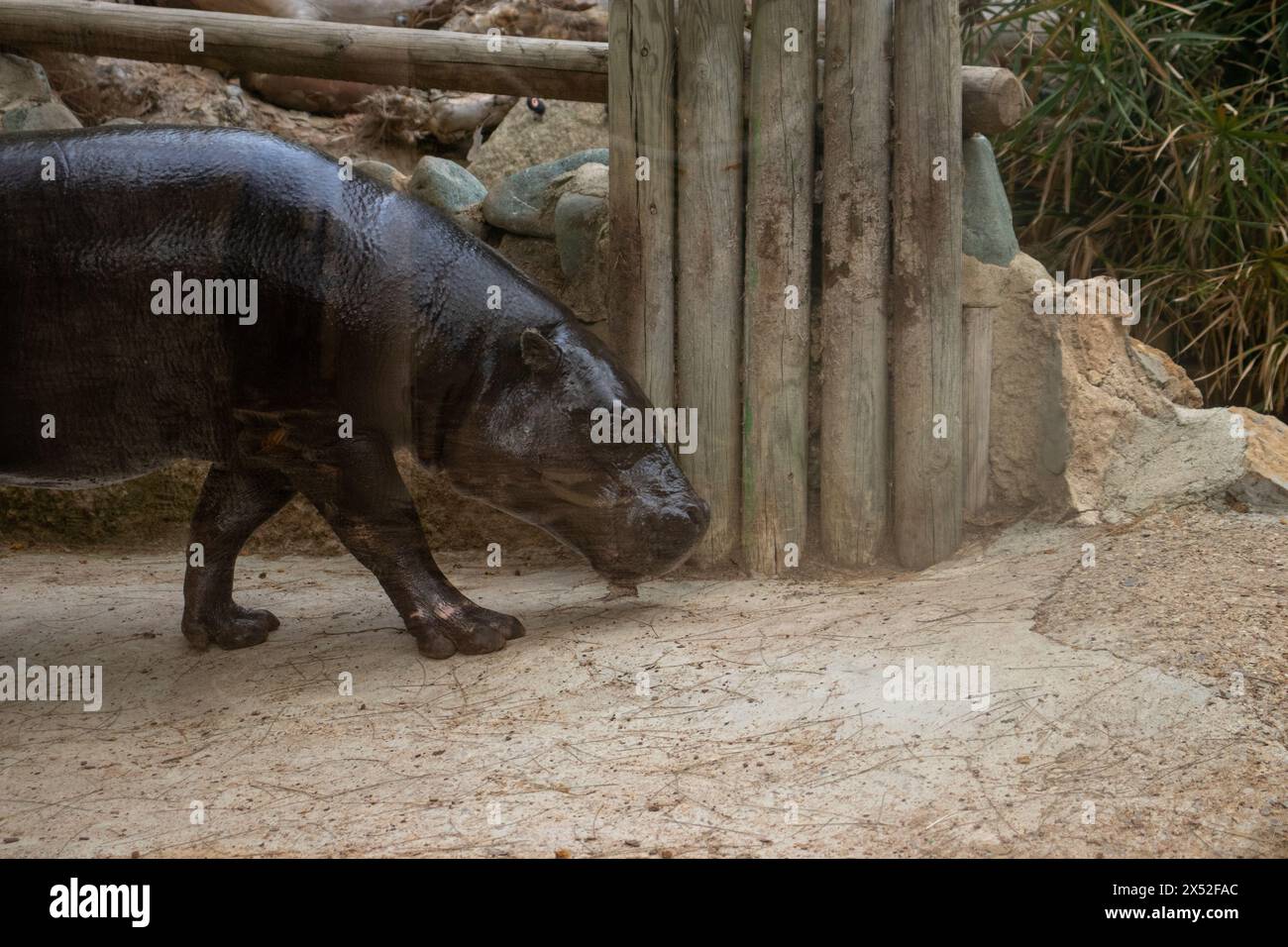 Pygmy hippopotamus, Choeropsis liberiensis,Barcelona zoo, Spain, Europe ...