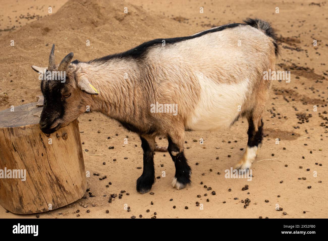 Goats on a sunny spring day in Barcelona zoo, Spain, Europe ...