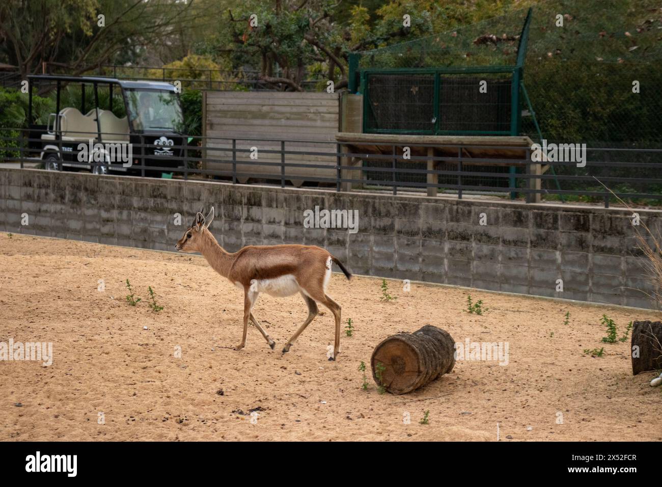 Saharian Dorcas Gazelle,Gazella dorcas osiris,Barcelona zoo, Spain ...