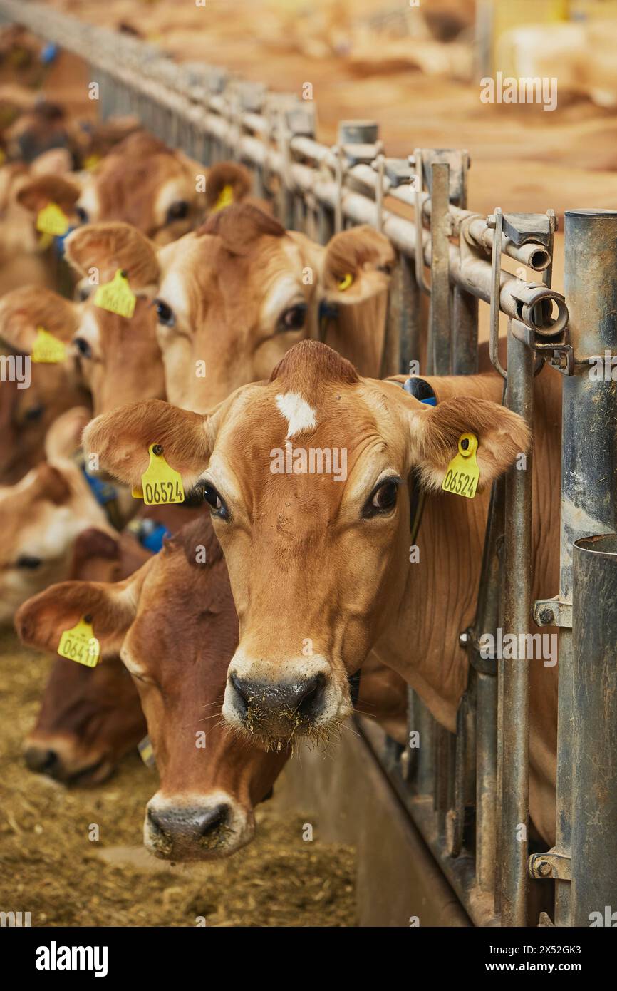Cute dairy cows in stable hi-res stock photography and images - Alamy