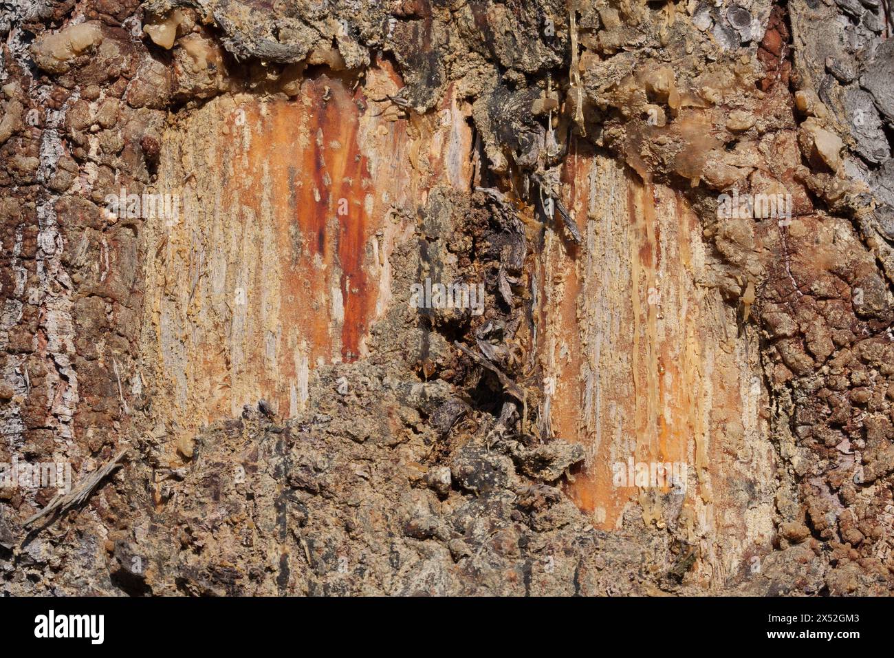 A wounded tree bark. The injury to the tree tells the story of the ...
