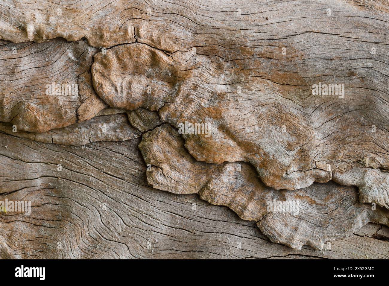 Unique wood pattern, swirling lines and shapes decorate this old tree ...