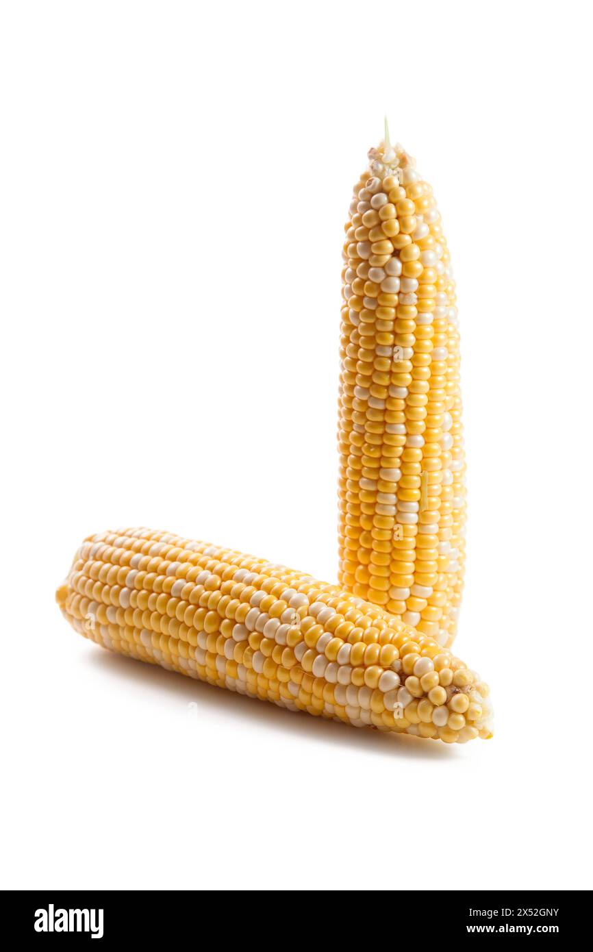 Two ears of ripe corn with soft shadow isolated on white background ...