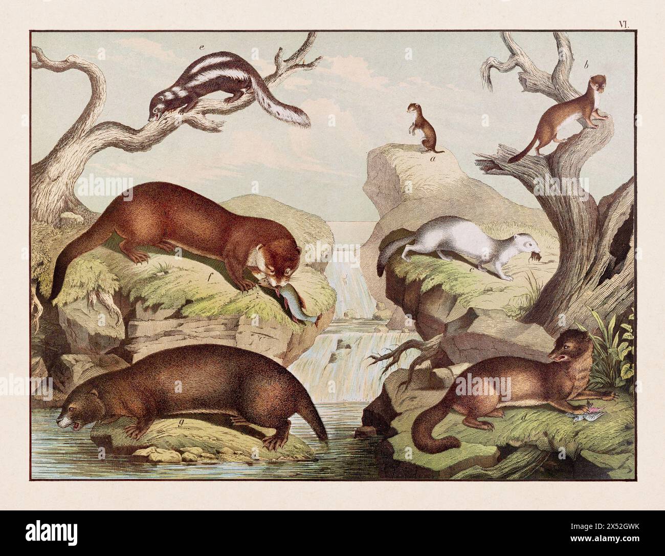 Vintage Animal illustration published in a German natural history book ...