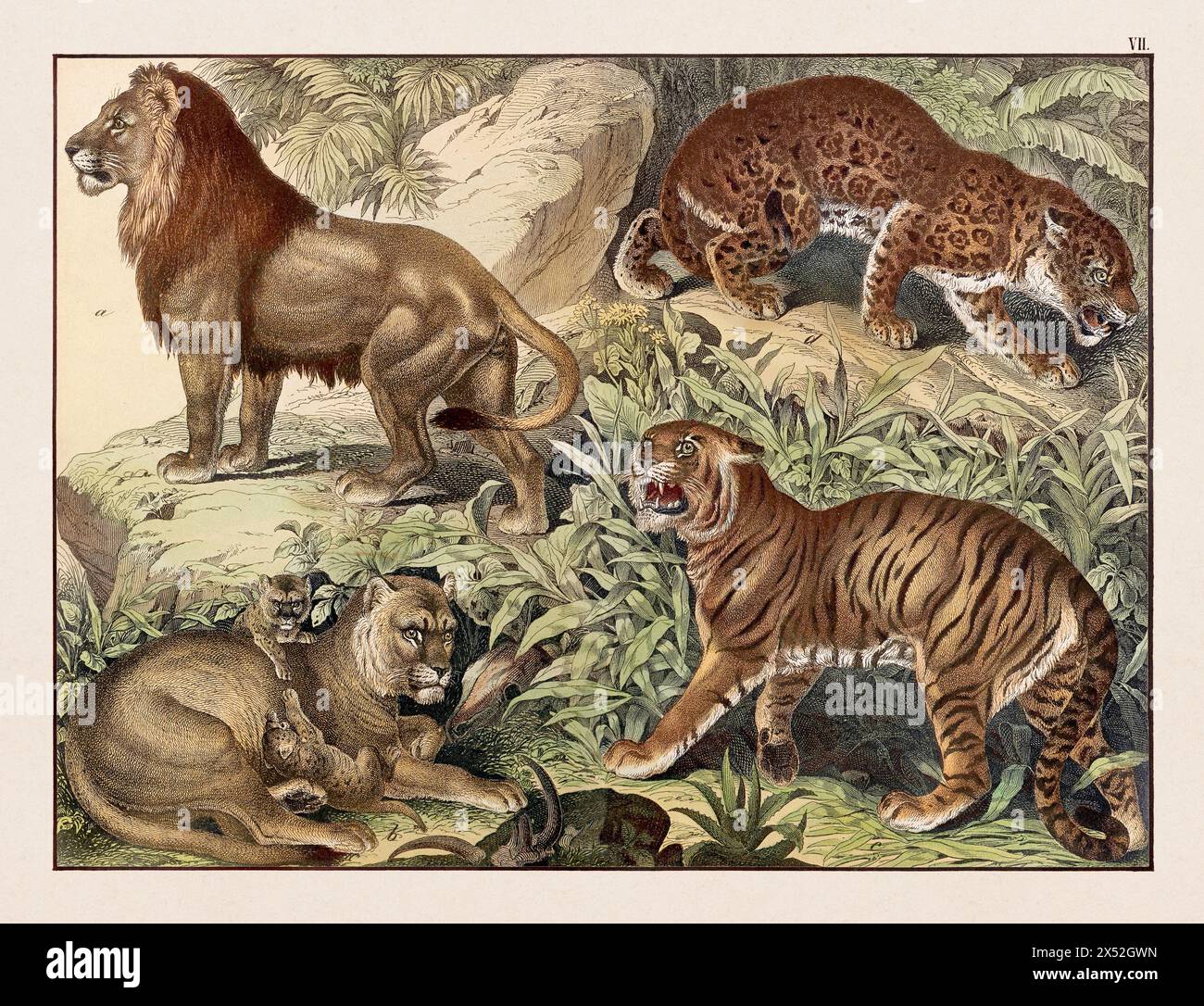 Vintage Animal illustration published in a German natural history book ...