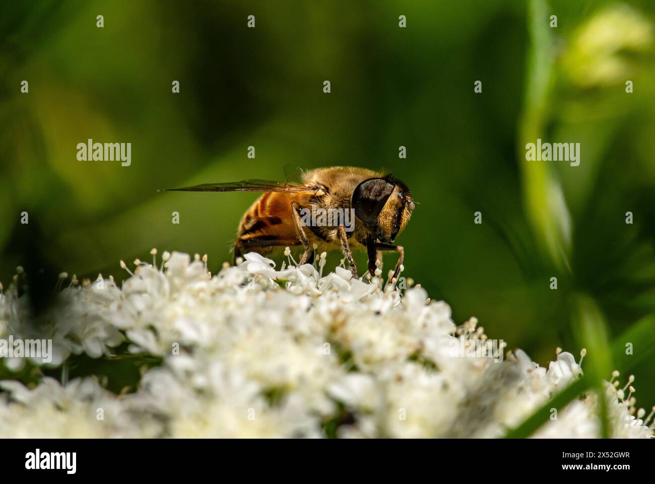 wild honey bee, Bee collecting pollen on white flowers in spring Stock Photo - Alamy