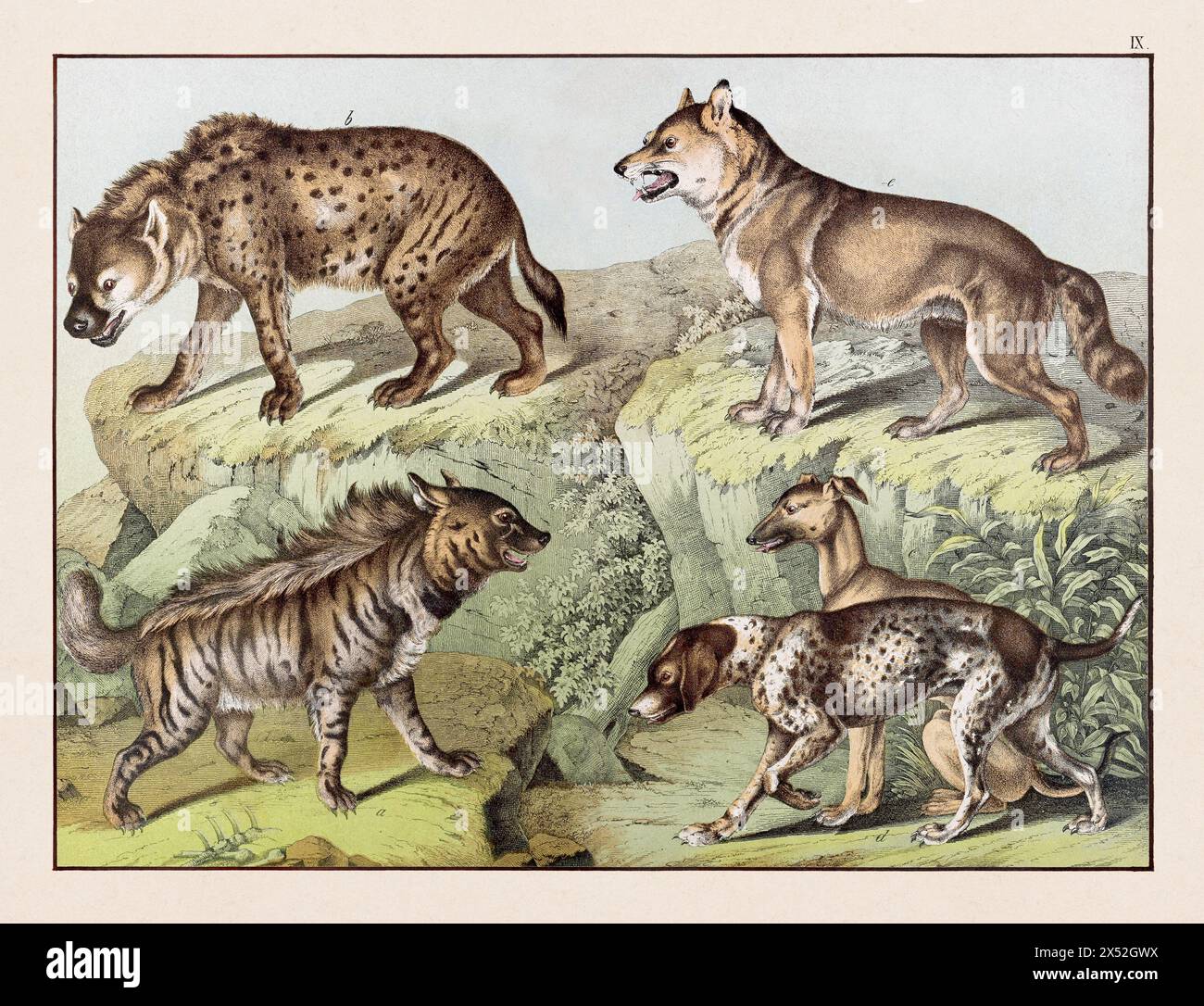 Vintage Animal illustration published in a German natural history book ...