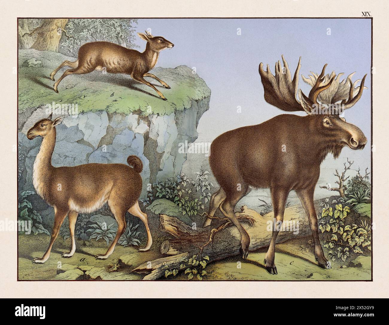 Vintage Animal illustration published in a German natural history book ...