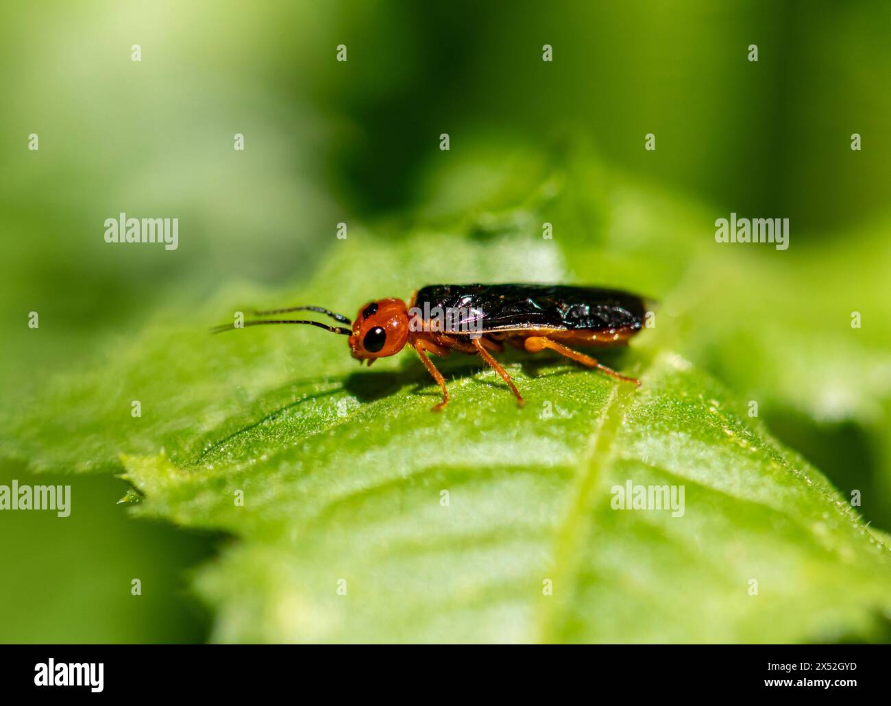 Pine False Webworm Acantholyda erythrocephala Pamphiliidae Stock Photo ...