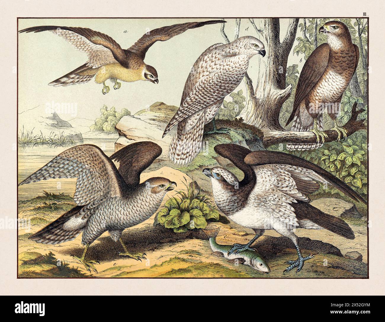 Vintage Bird illustration published in a German natural history book in ...