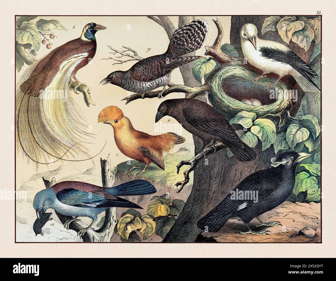 Vintage Bird illustration published in a German natural history book in ...