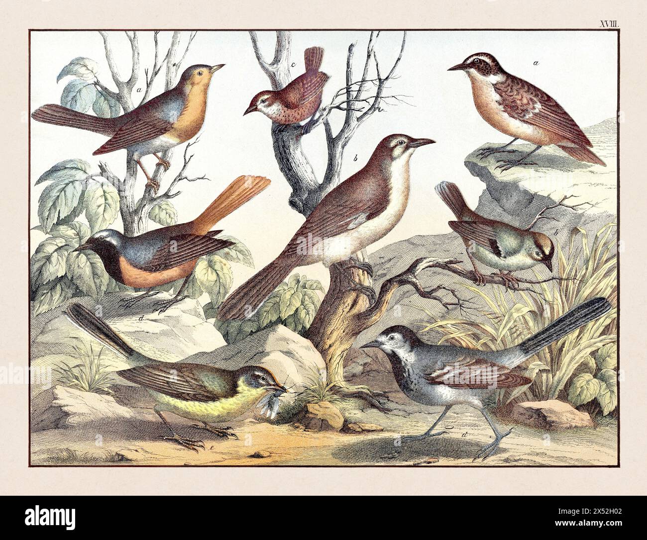 Vintage Bird illustration published in a German natural history book in ...