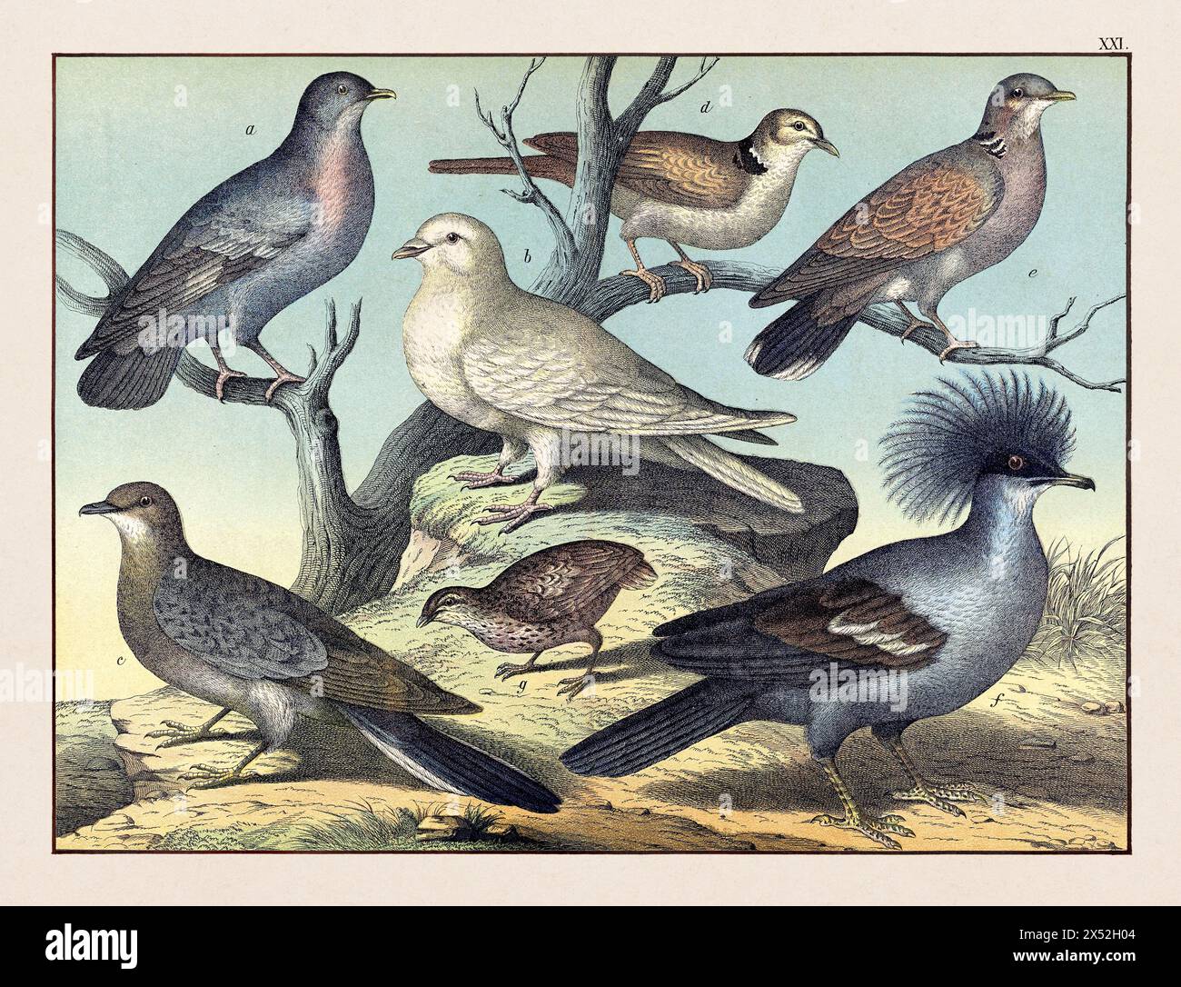 Vintage Bird illustration published in a German natural history book in ...