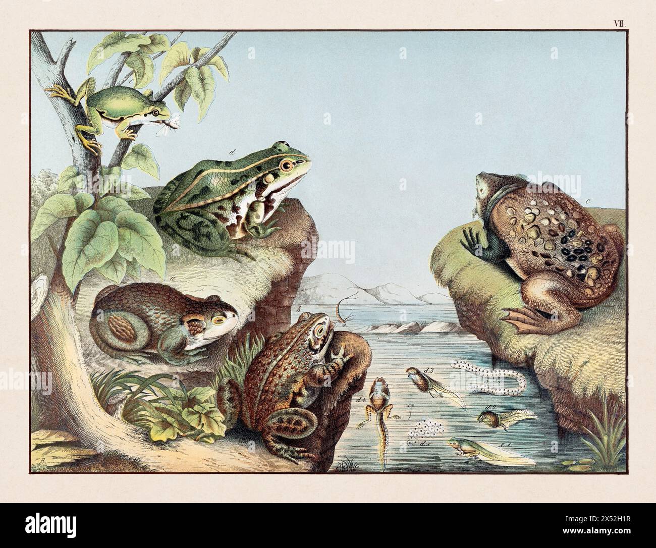 Amphibians. Vintage Frog illustration published in a German natural ...