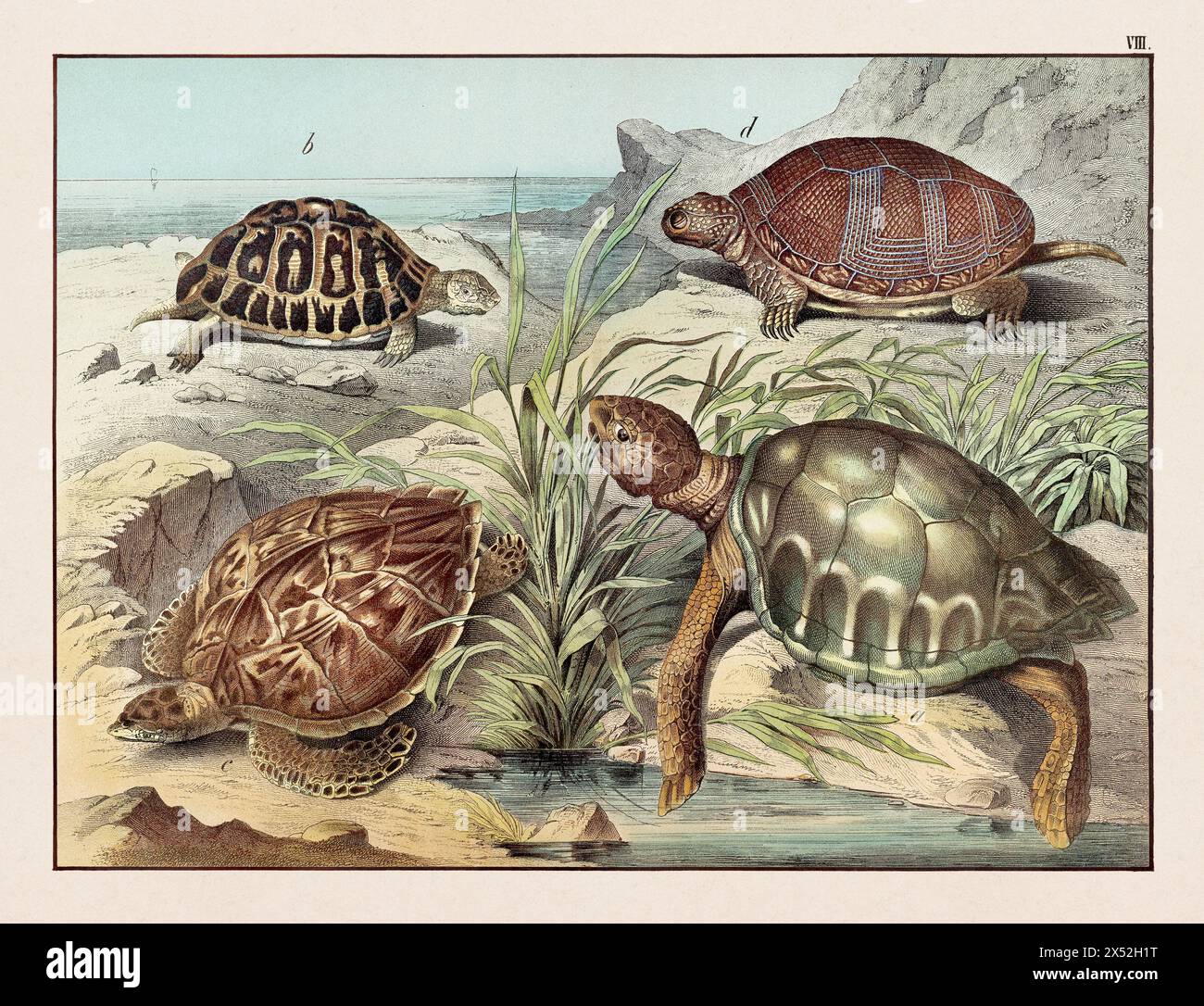 Amphibians. Vintage Turtle illustration published in a German natural ...