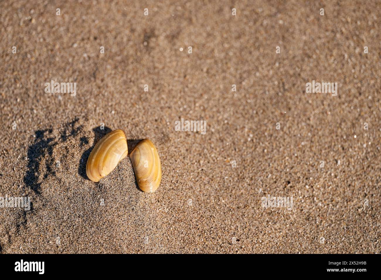 Two shells on the sand Stock Photo - Alamy