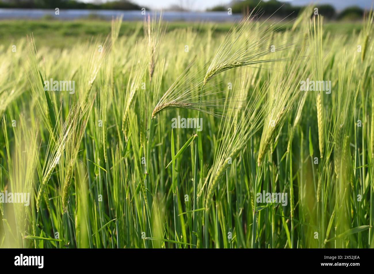 4k wheat harvest in sunset hi-res stock photography and images - Alamy