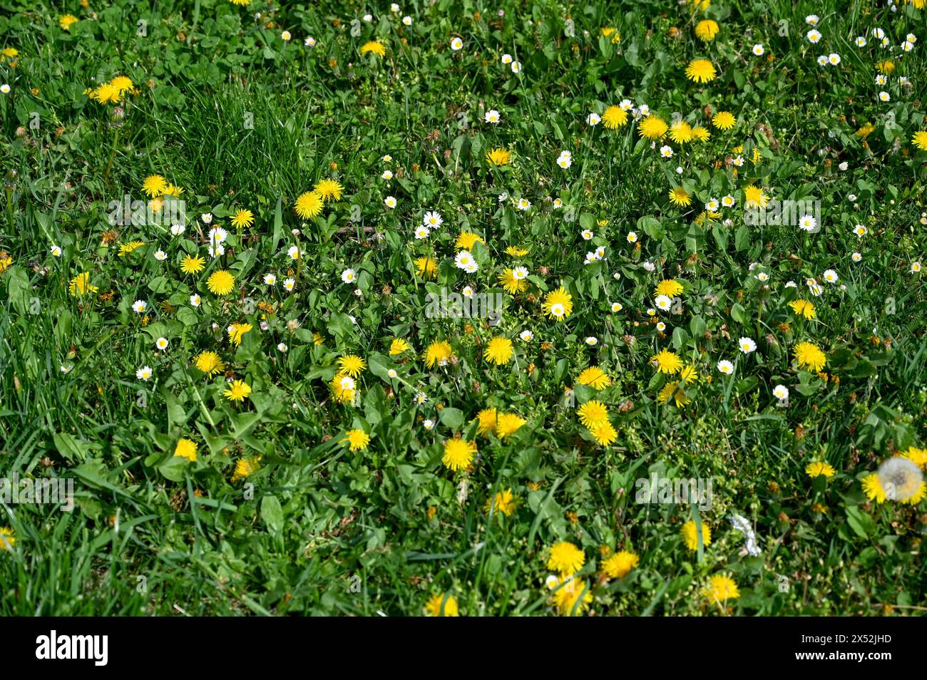 A meadow full of flowers in spring. Grass and flowers grow in the park ...