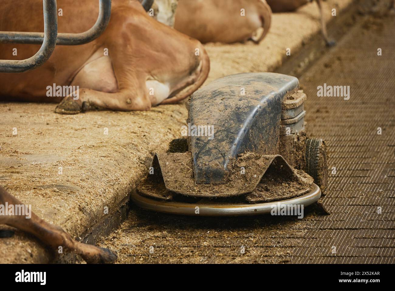 A robot cleans manure on a cow farm in Denmark Stock Photo - Alamy